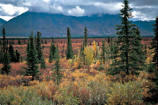 Regiones y Recursos naturales: Taiga