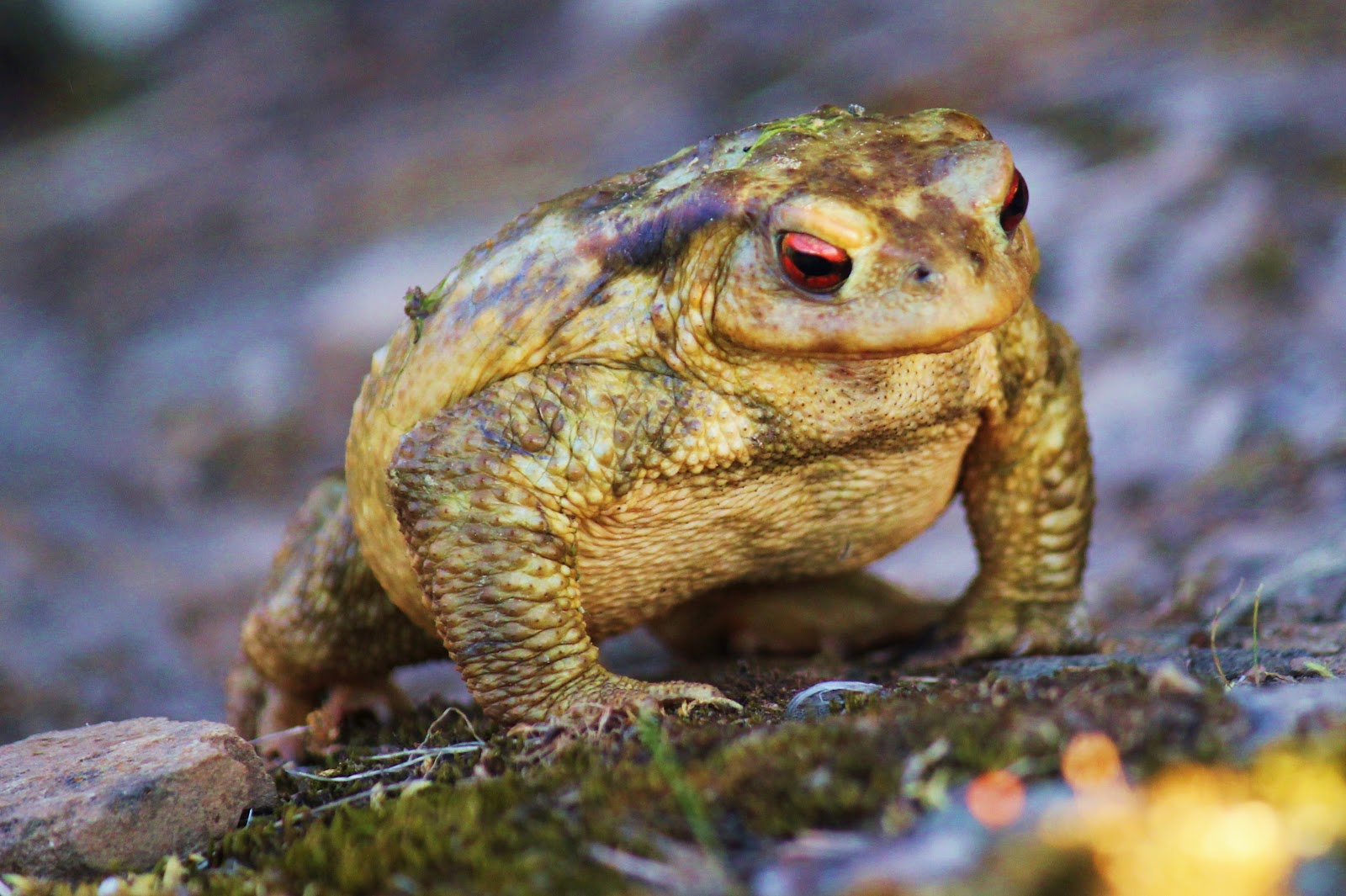Homo serranus: Sapo Común (Bufo bufo)