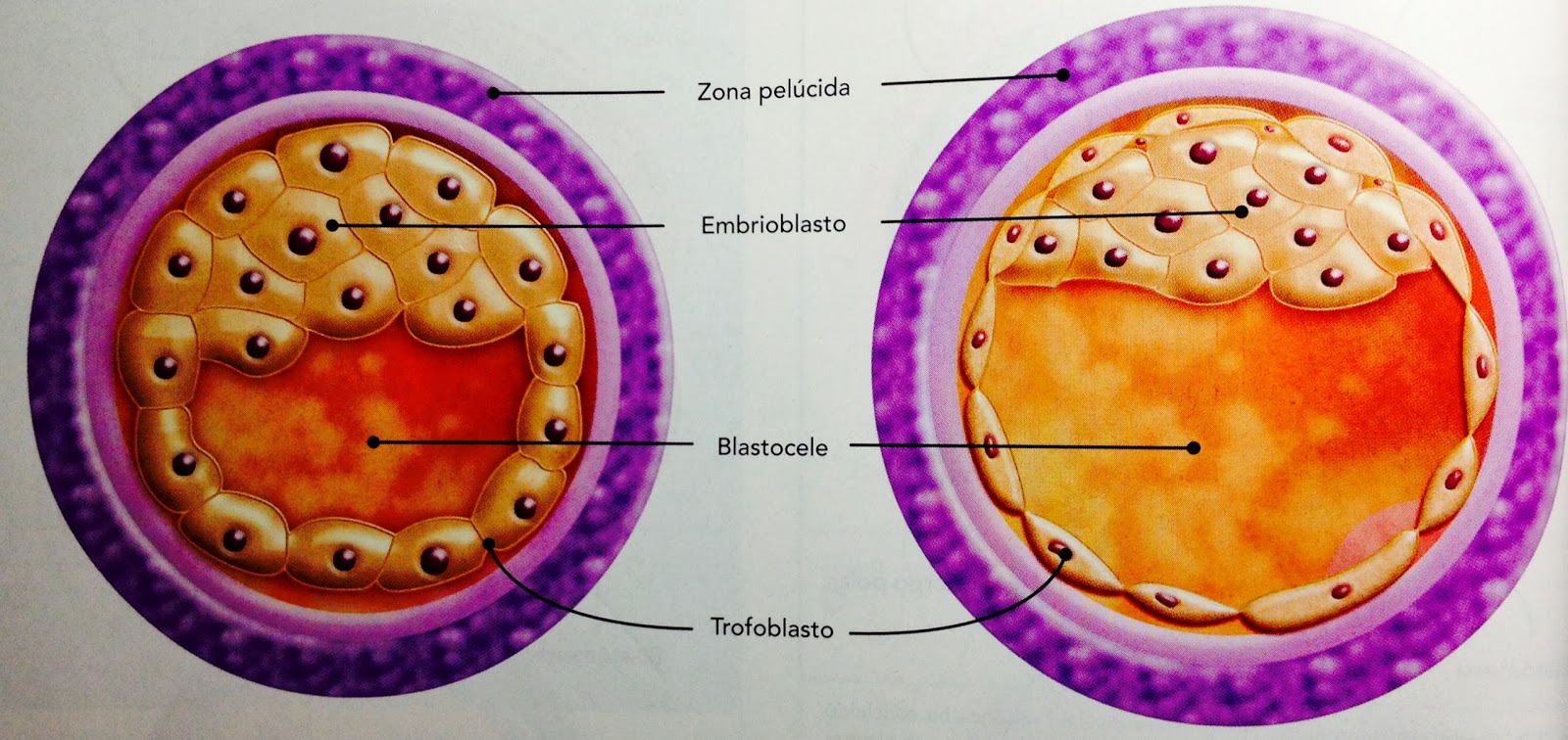 Embriología ENMH: Primera Semana del Desarrollo Embrionario