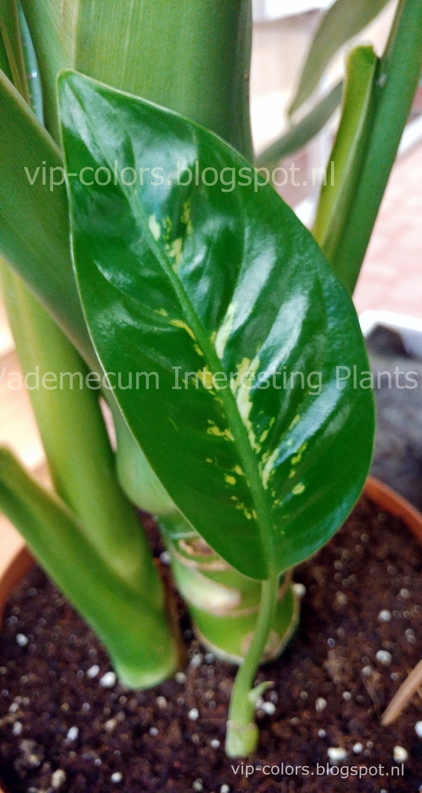 Vademecum Interesting Plants: Dieffenbachia - Difenbachia