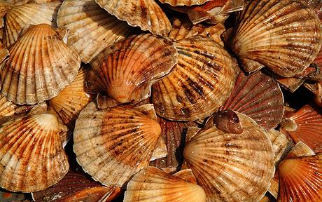 English : Shellfish in Oman