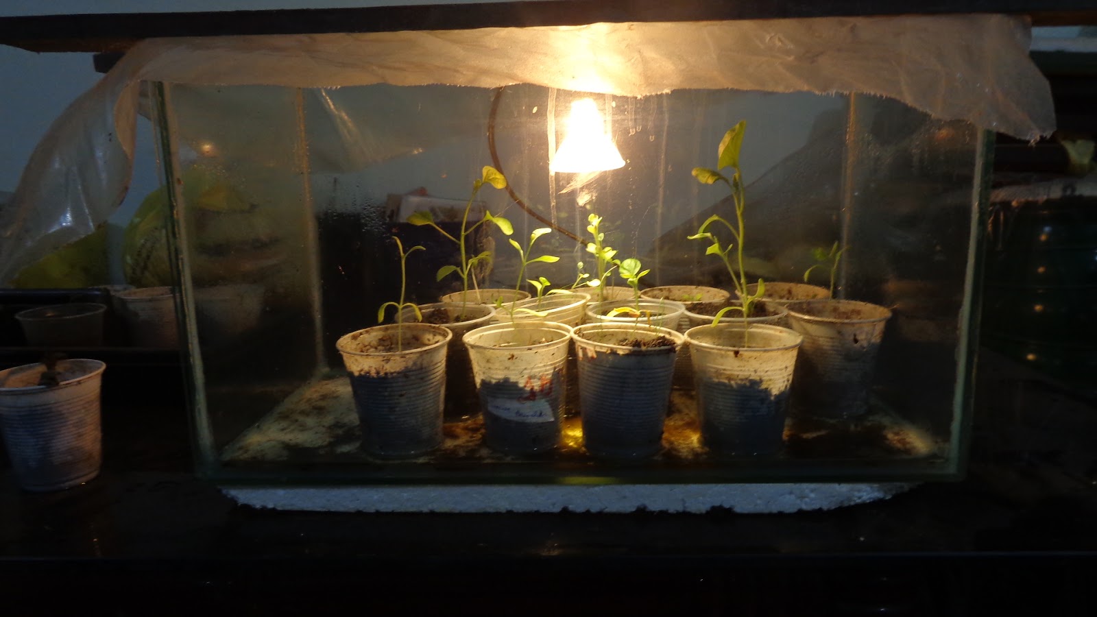 Pomar e Horta em Vasos: Como germinar mais rapidamente as sementes no ...