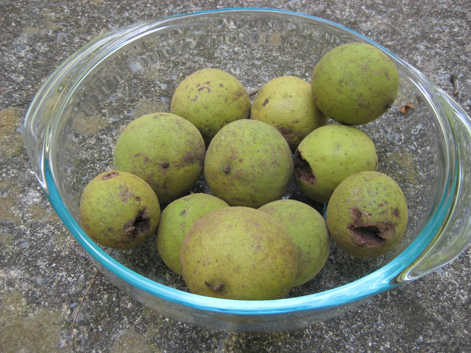 Sea Glass Stash: Foraging 1 : Black Walnuts