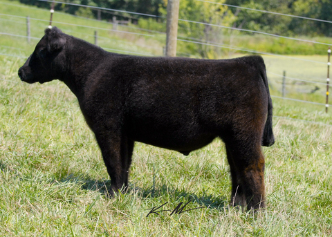 Lautner Farms: Collins Show Cattle - Bojo Steer - Sells Sept 4