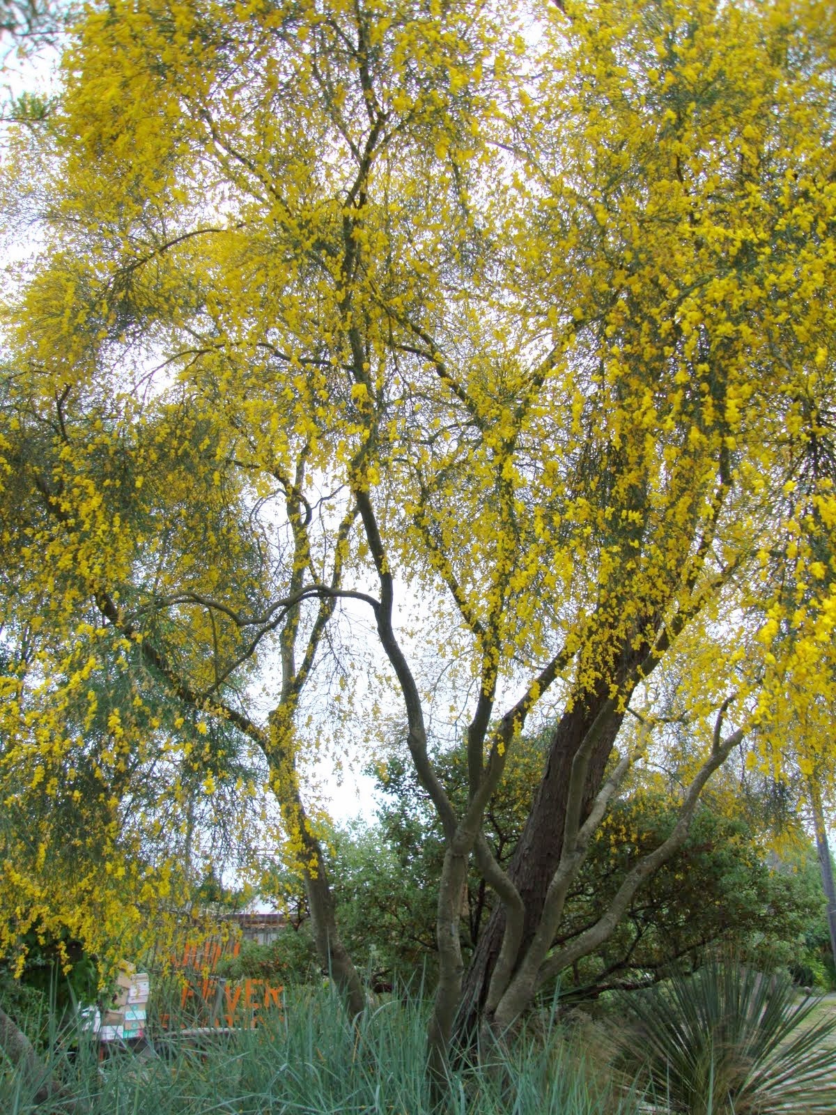 danger garden: Genista aetnensis is my favorite plant in the garden ...