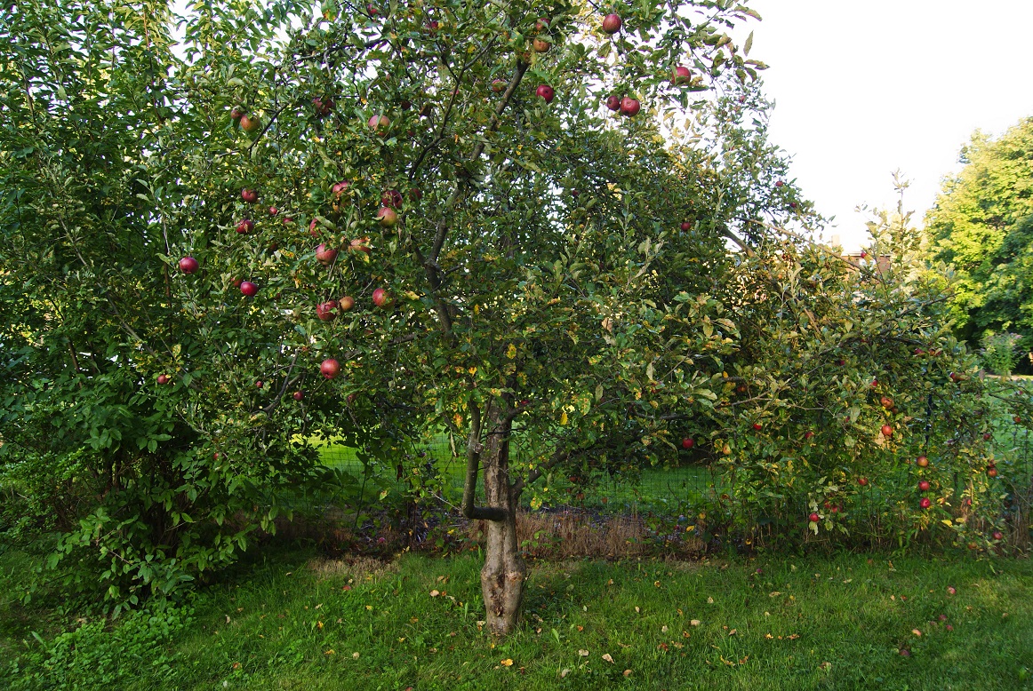 Searching for a Balance: our own apples