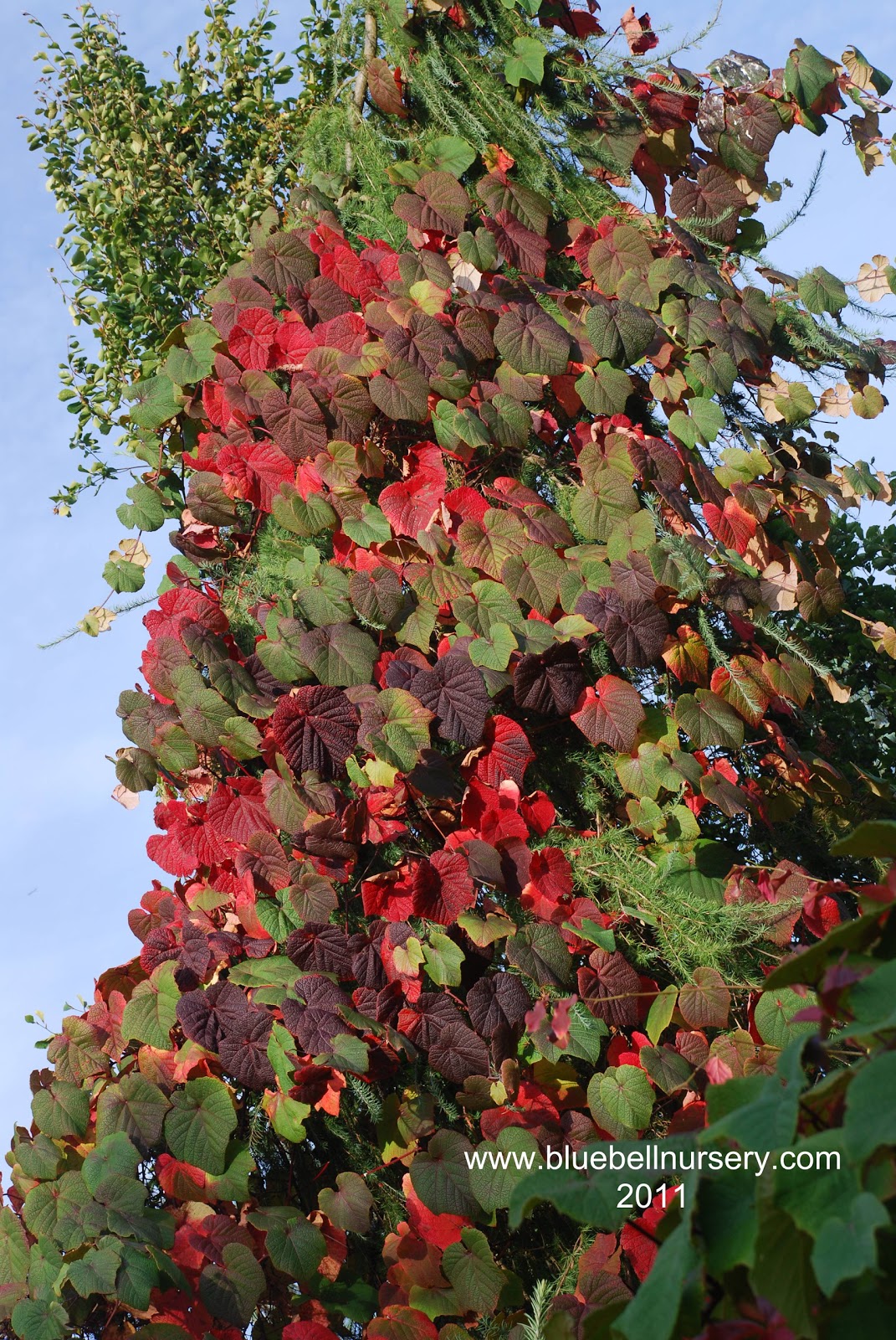 Vitis coignetiae (Crimson Glory Vine)