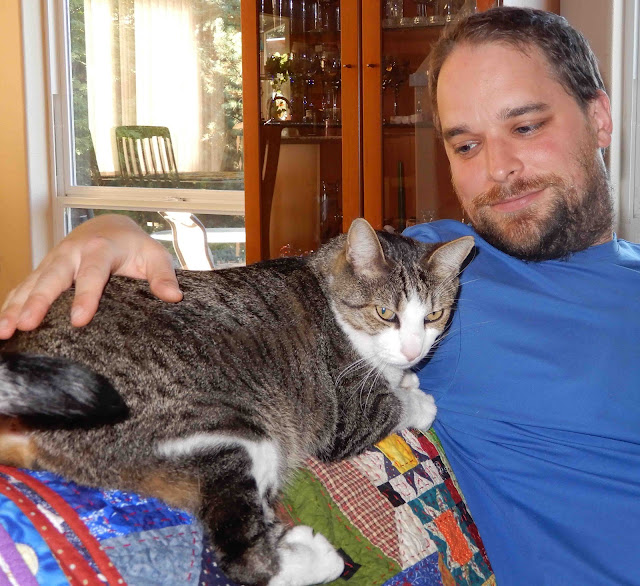 Cat Patches: Summer's End