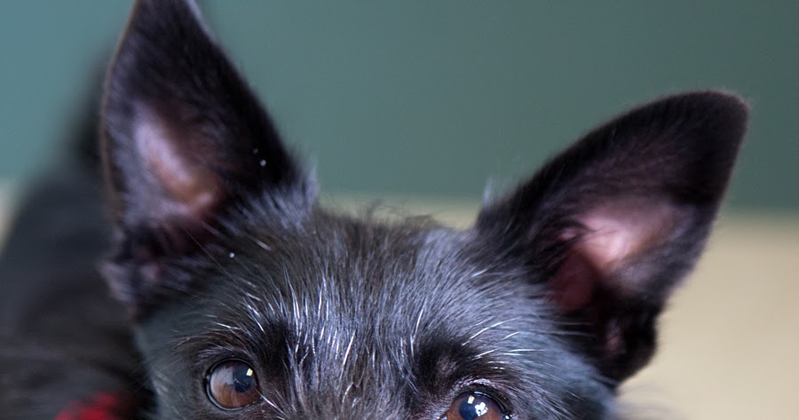Shelter Dogs of Portland: "CHARLIE" adorable terrier/schipperke mix