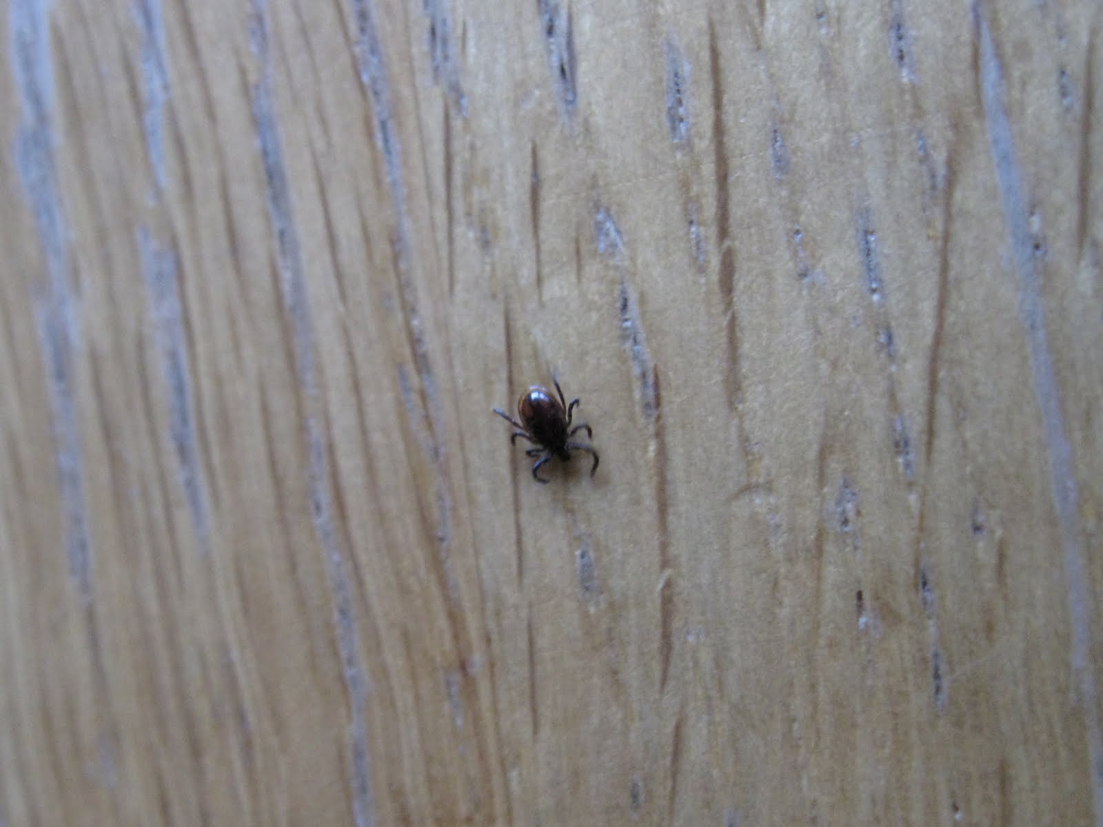 Mäyräkoira Olli - oman elämänsä sankari: Punkki-pirulainen