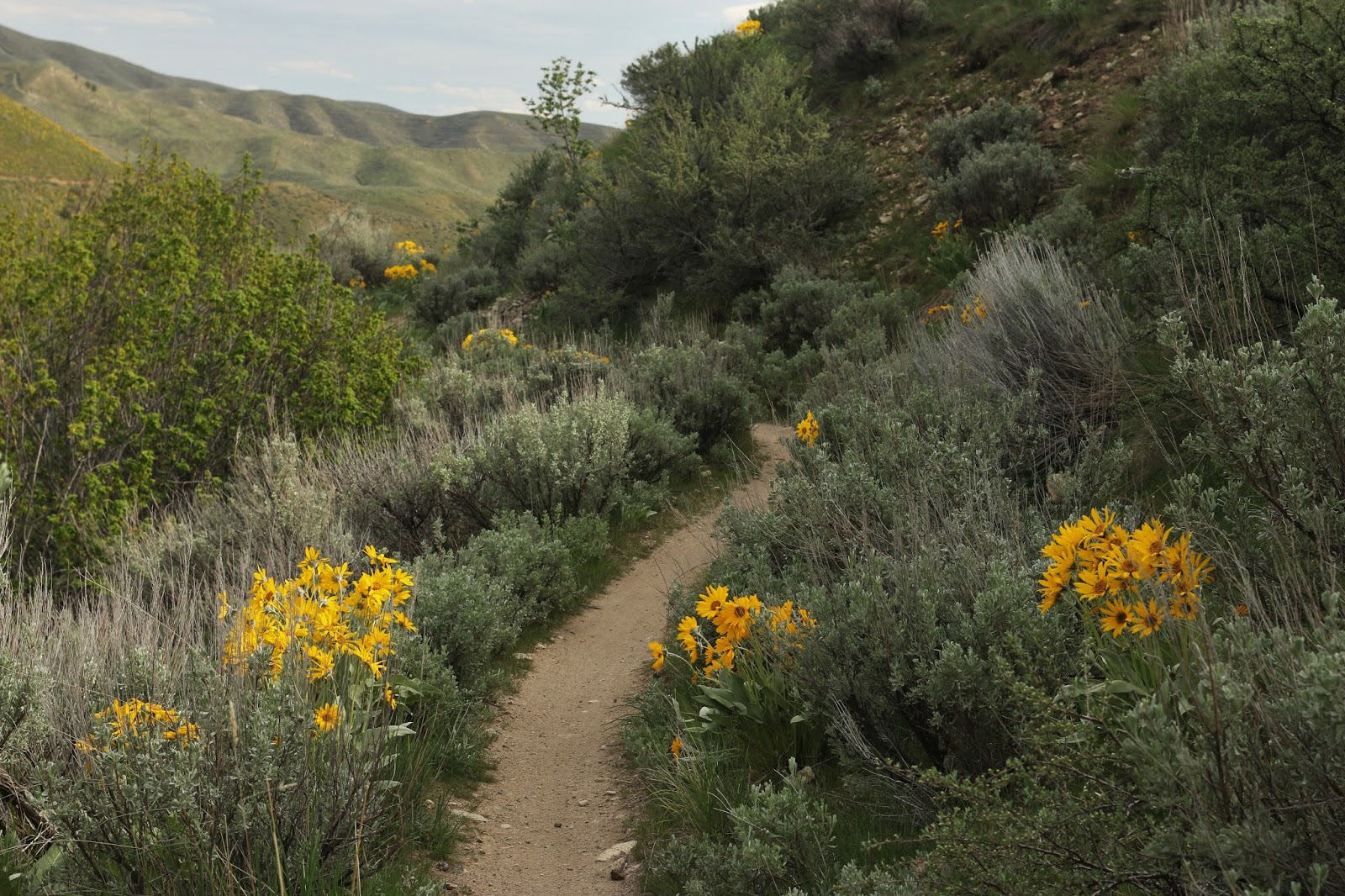 Nomadic Newfies: File Mile-Watchman-Three Bears Loop Near Boise
