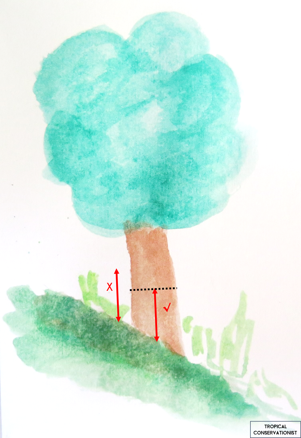 Cara menghitung DBH pohon - Tropical Conservationist