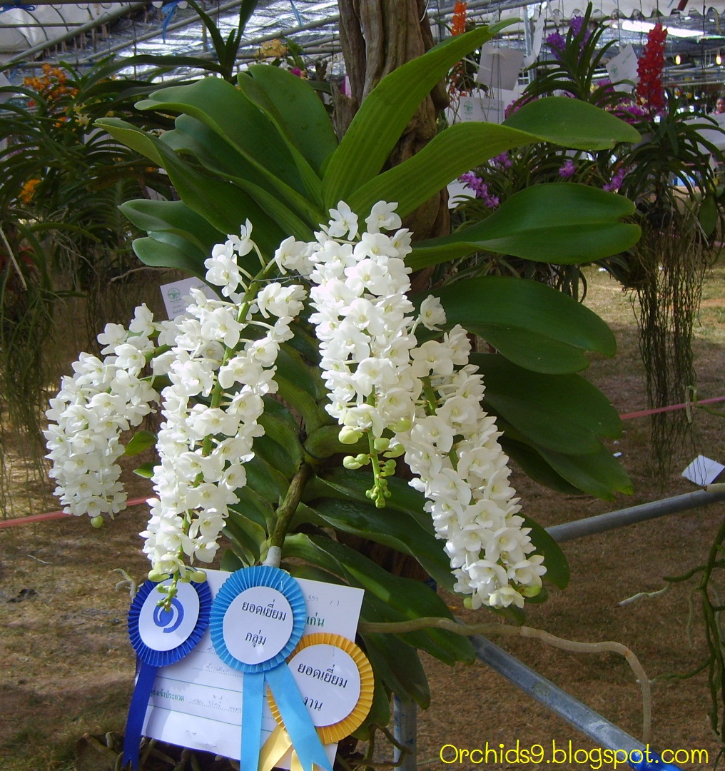 Rhynchostylis