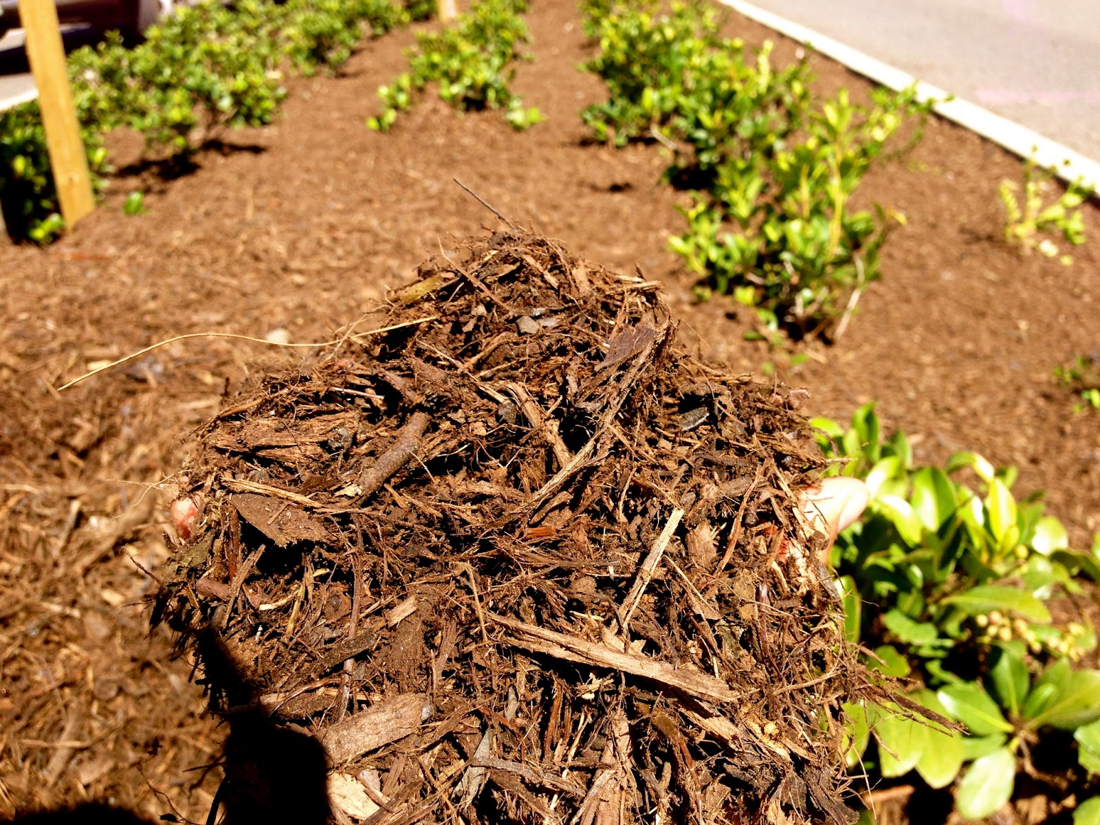 Aguinaga Green: Forest Floor Mulch in Mission Viejo