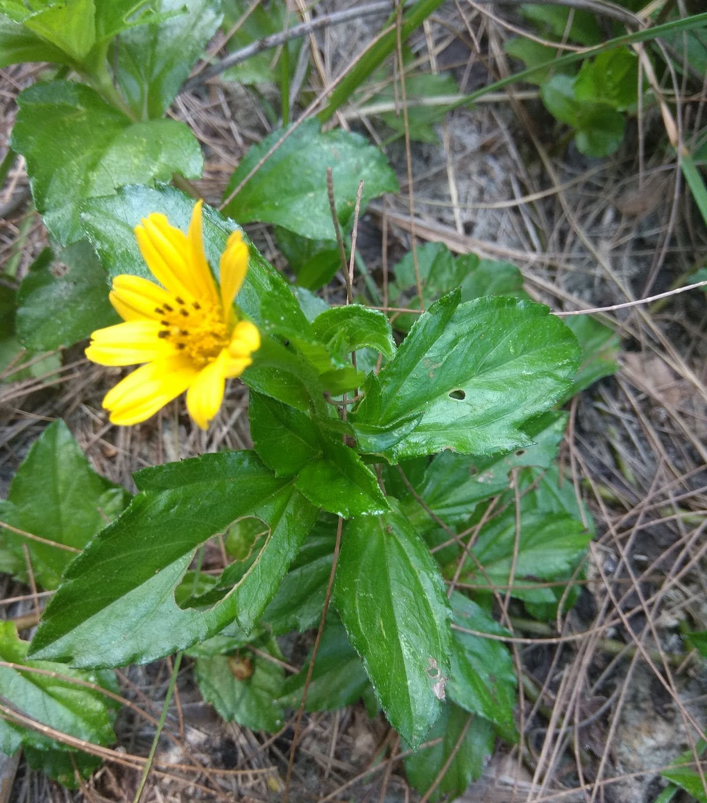 Klasifikasi Sphagneticola trilobata (Wedelia, Seruni)