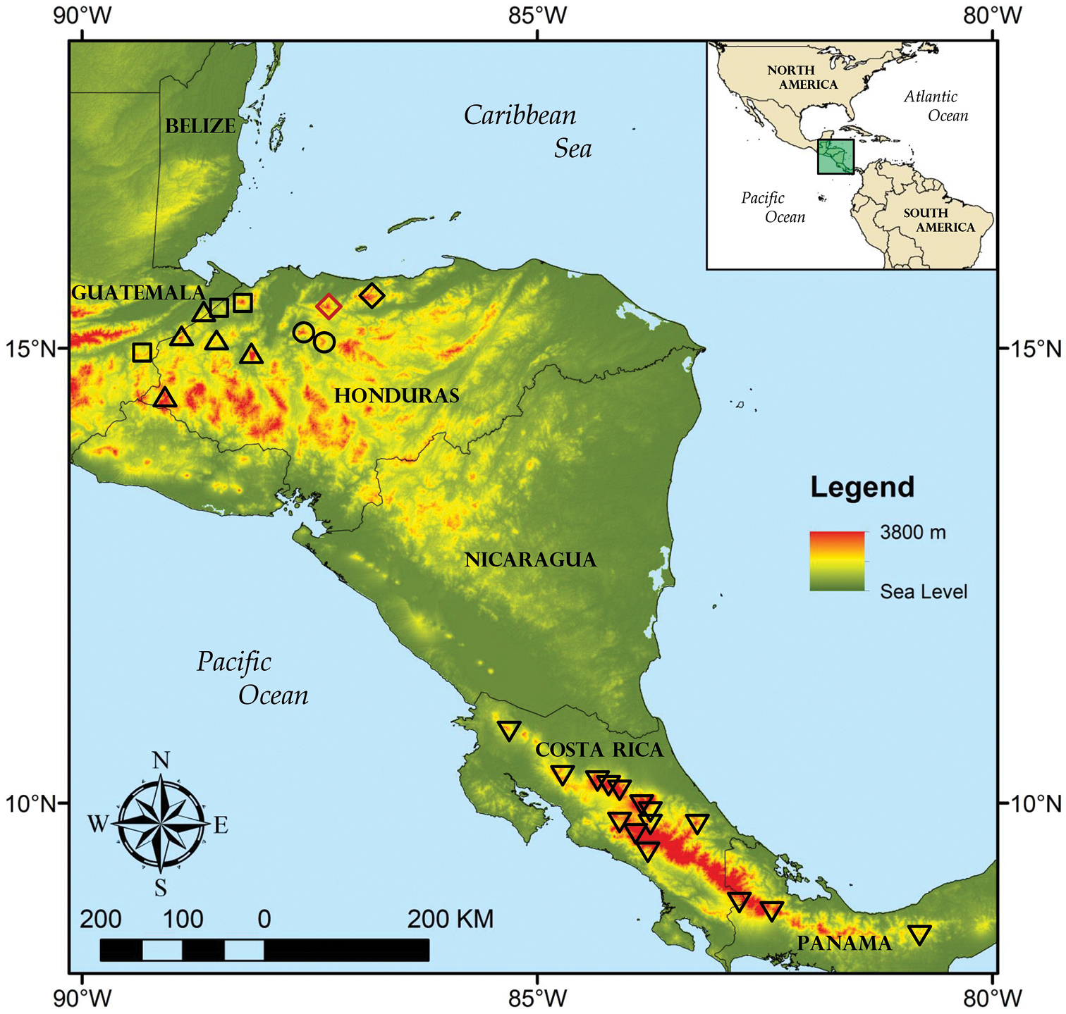 March's Palm Pit Viper - Brendan Monaco