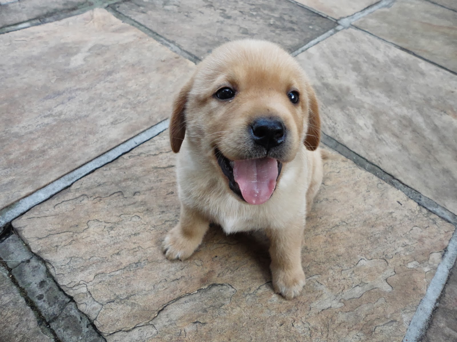 Família Labrador: Último Filhote Macho Caramelo