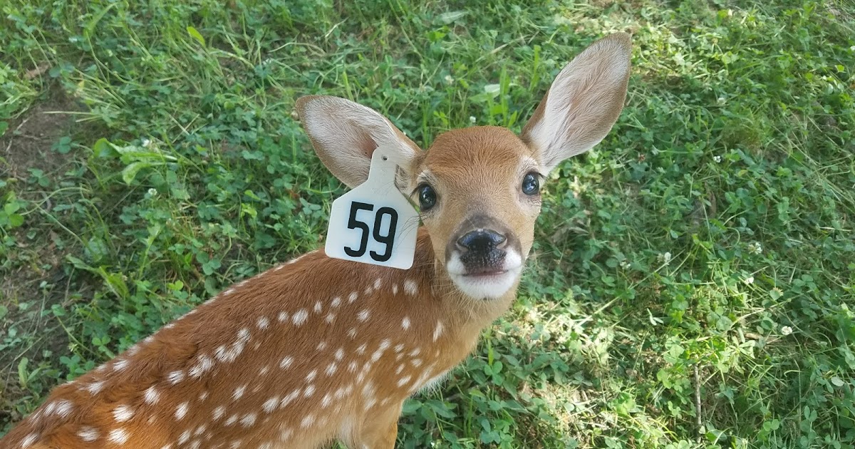 Endangered Education: Fawning Over Fawns