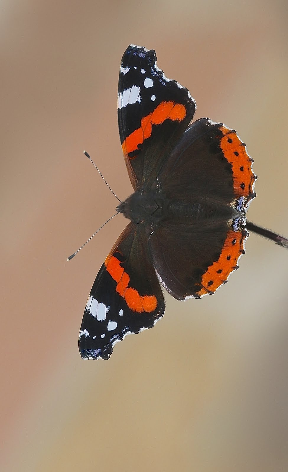 Butterflies of the UK. an insight into their lives: Red Admiral