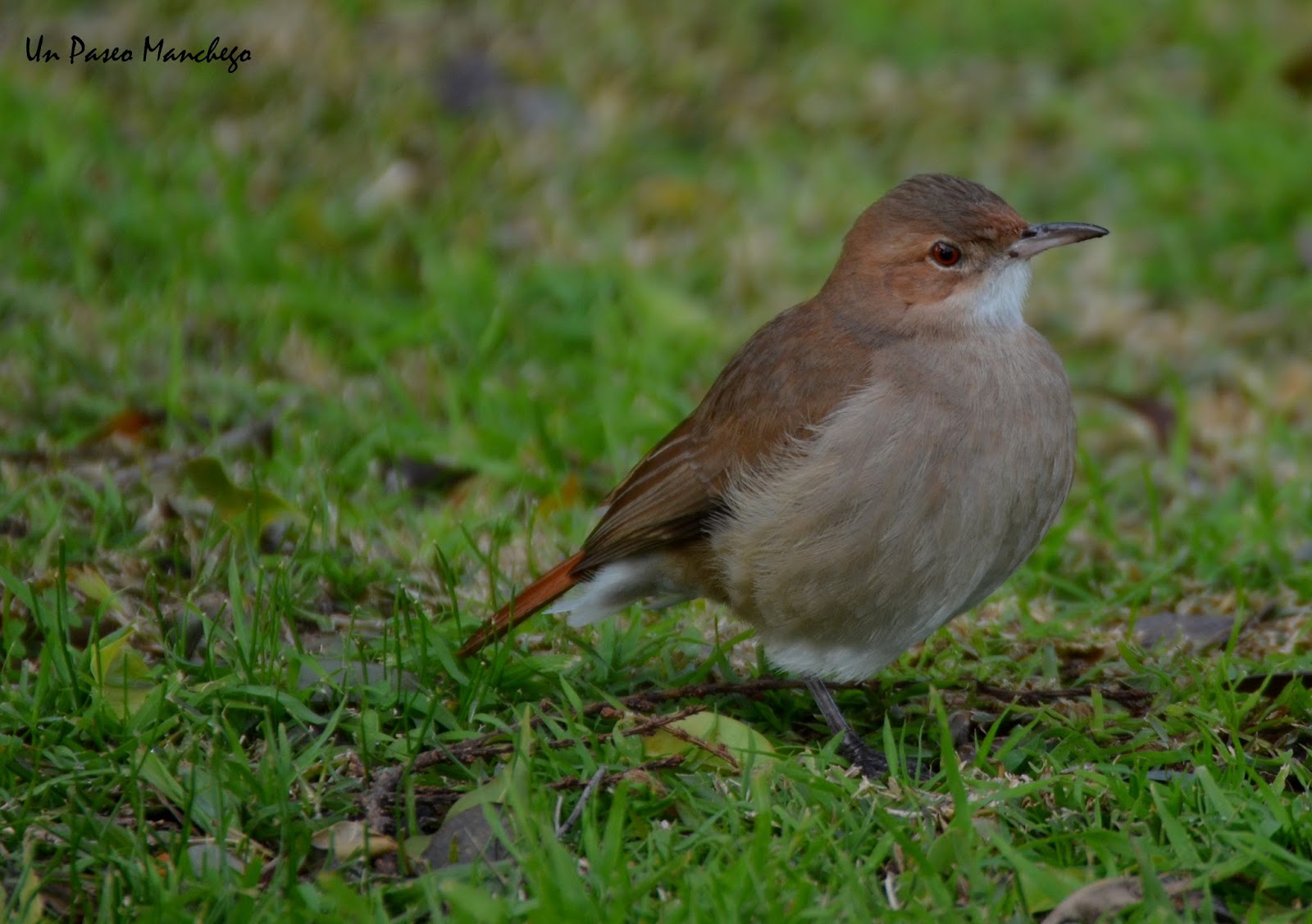Un Paseo Manchego: Hornero común; Furnarius rufus.