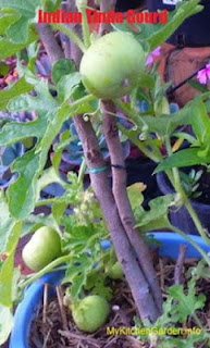 How To Grow Indian Tinda | Growing Tinda Gourd In a Pot