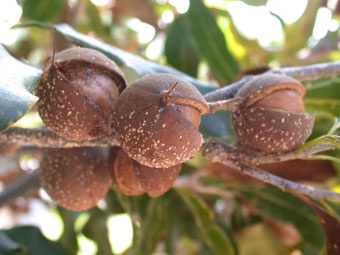 The Kaʻū Calendar News Briefs, Hawaiʻi Island: Jun 29, 2018