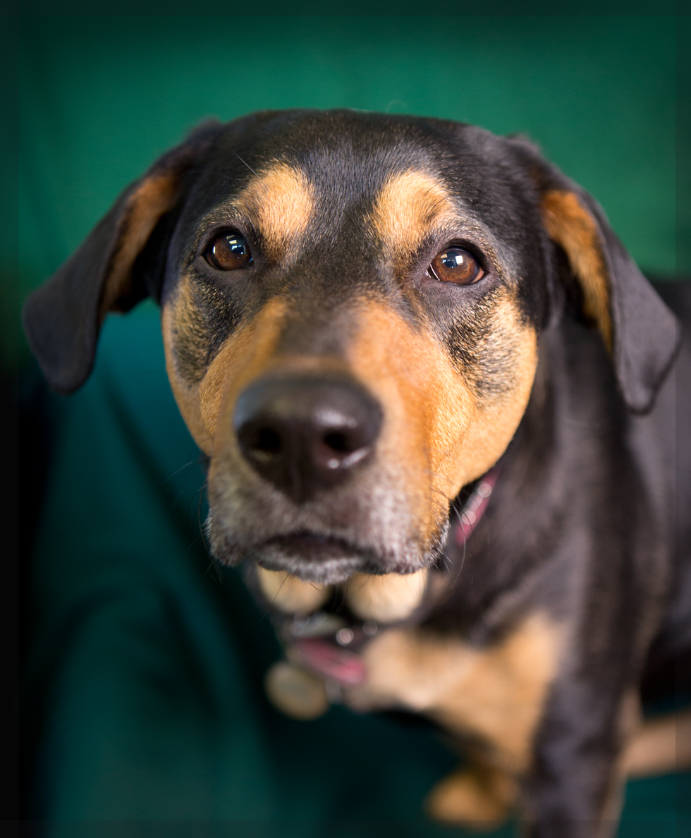 Shelter Dogs of Portland: "DAMSEL" sweet young Lab/Rottie mix