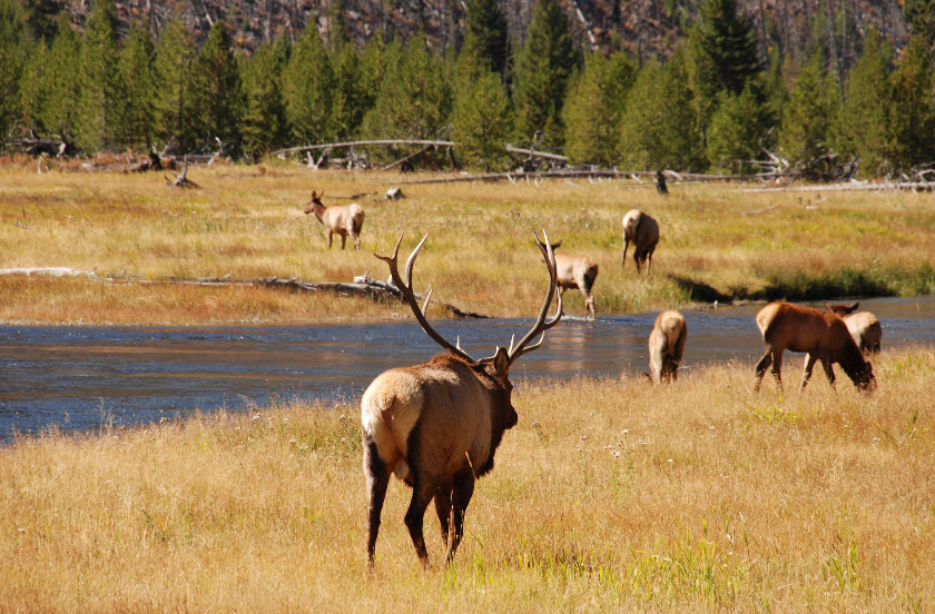 Elk | The Life of Animals