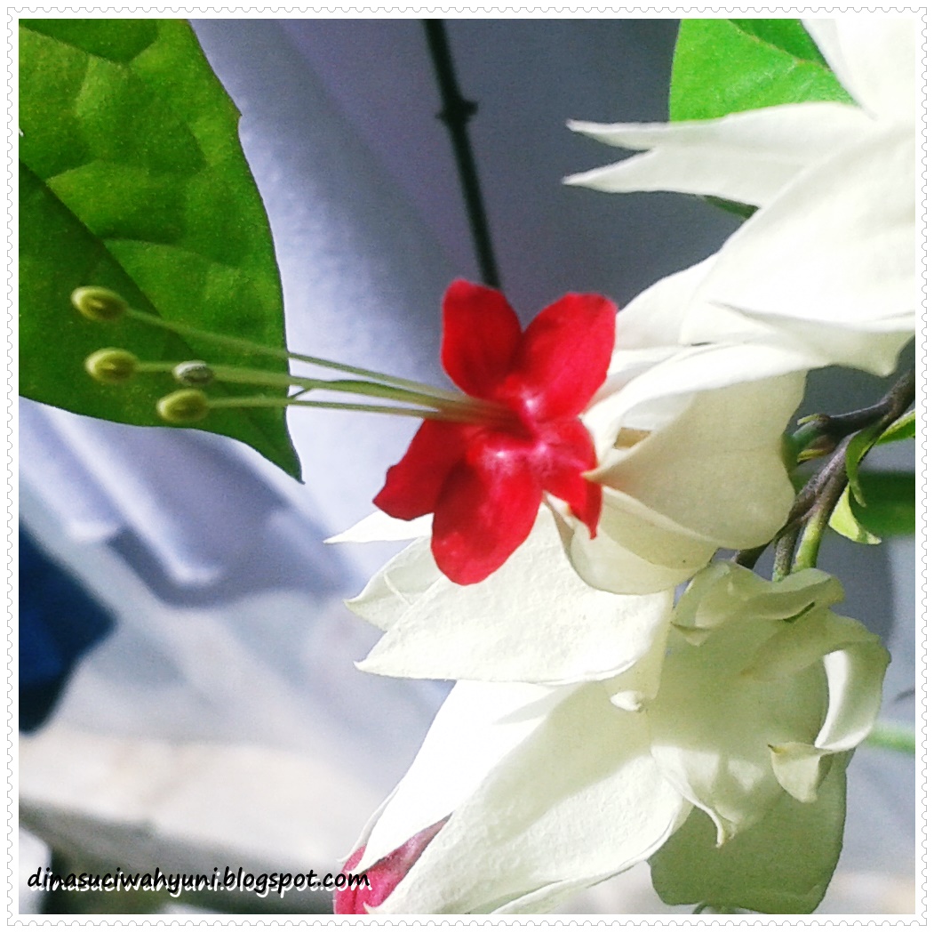 KLASIFIKASI ILMIAH BUNGA NONA MAKAN SIRIH BESERTA MANFAATNYA | JDSK