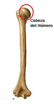 ANATOMIA 5 & 6: PROMINENCIAS OSEAS - 2º BACH A y B