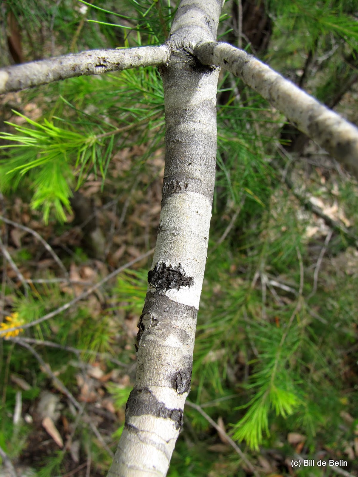 Sydney's Wildflowers and Native Plants: Persoonia pinifolia - Pine-leaf ...