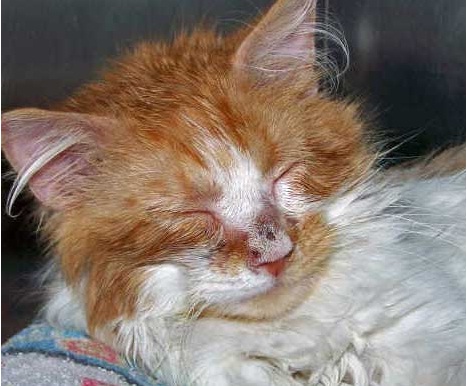 Tips Mengobati Jamur Ringworm pada Kucing