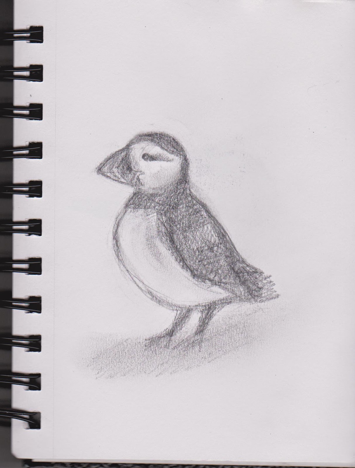 Drawn to Birds: Maine Seabird Sketches