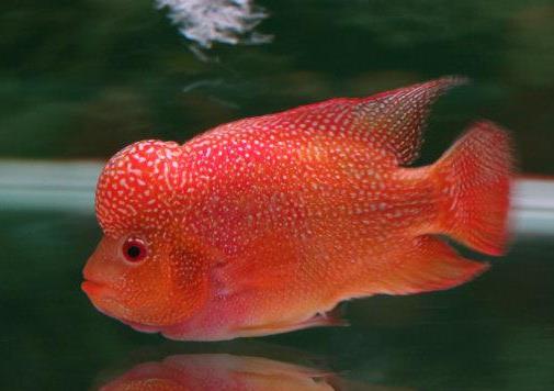 Flowerhorn The Hybrid Cichlids: Louhan Jenong Free Marking