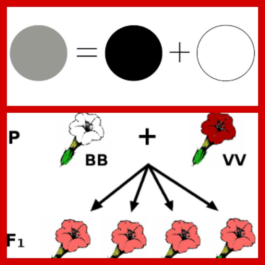 BIOLOGIA 2: TEORIA DE SUTTON Y MORGAN