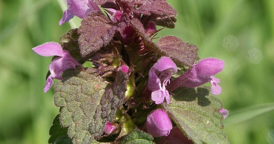 Anonima Strega: Il lamio rosso