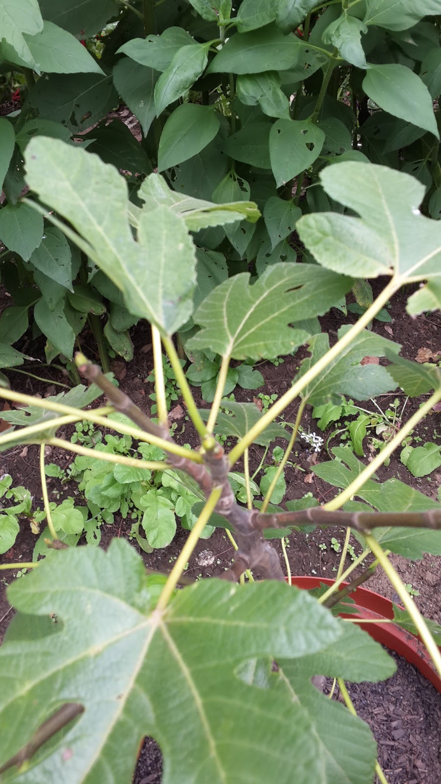 Jacot's Garden: Cape White fig tree [Blanche or White Marseilles]