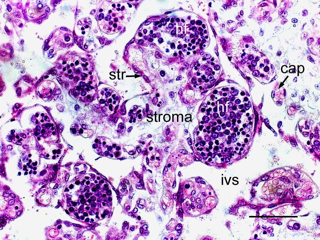 The Evolving Placenta: Transgenic monkeys