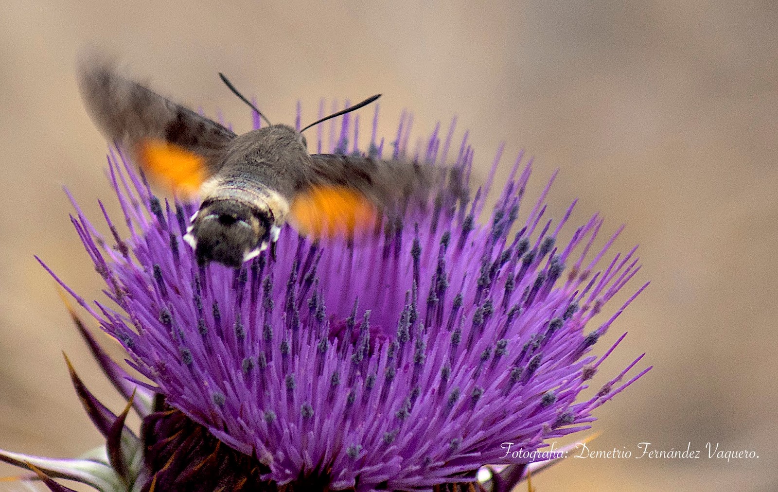 Secuencias de esfinge colibrí libando néctar de alcachofa (lepidóptero ...
