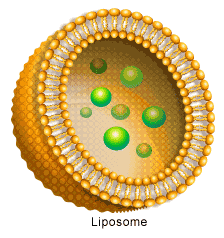 KGrowth: What can we know about liposome?