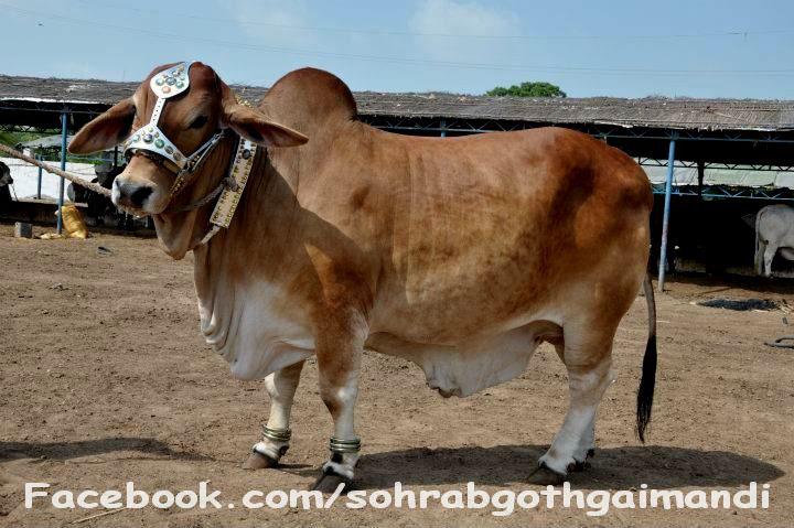 my animals: shah cattle farm bull