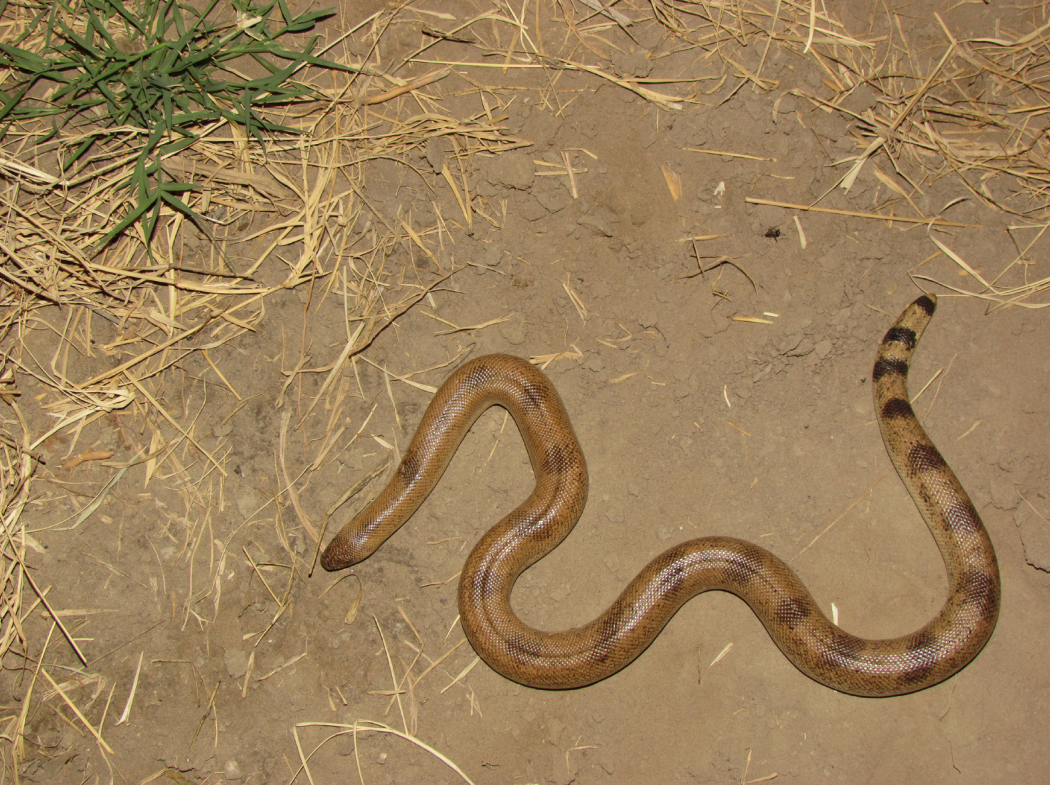 Species New to Science: [Herpetology • 2020] Eryx sistanensis • A New ...