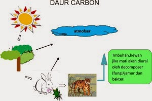 Kelas 10 - Ekologi: ekosistem, aliran energi, siklus/daur biogeokimia ...
