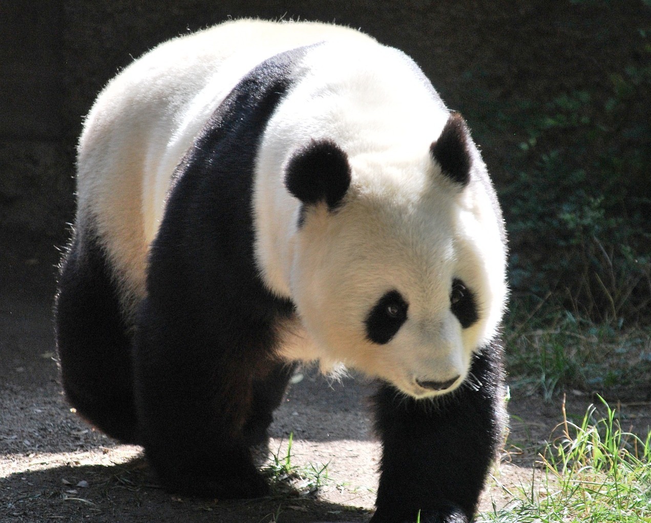 Contes d' Animals: L' OS PANDA