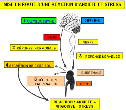 Montagne Russe TPE LAK: L'adrénaline