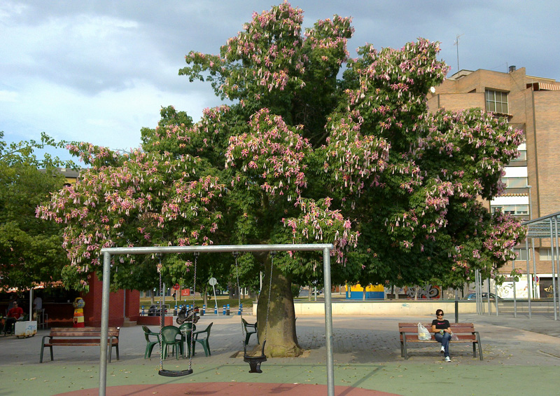 Arbolesmonumentales: Arbol botella