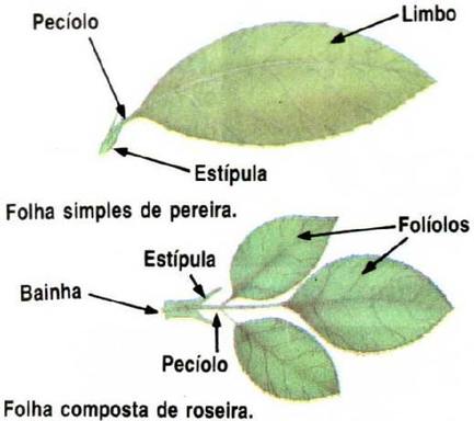 Fitopatologia e fisiologia vegetal: Julho 2015