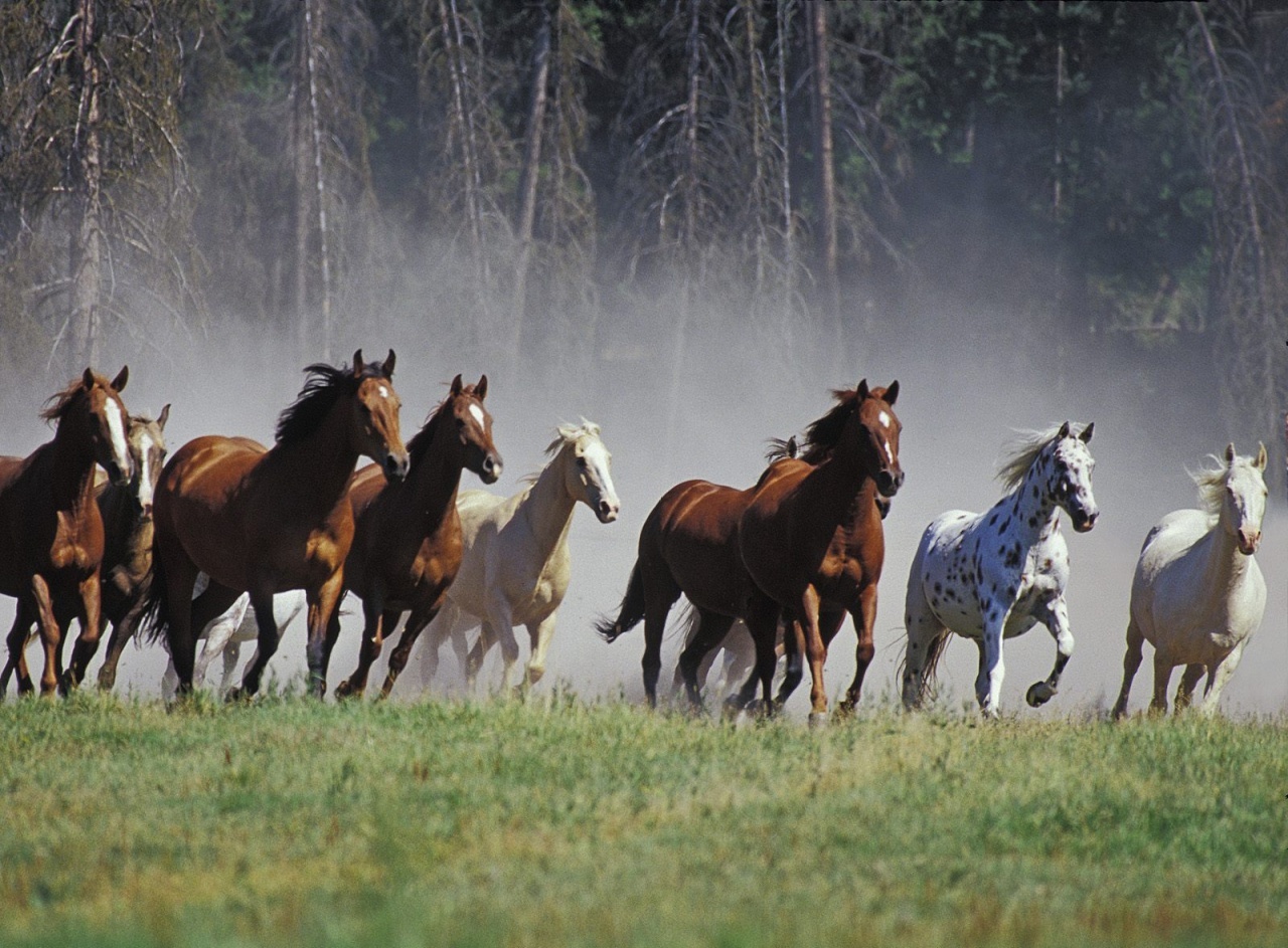 Produccion Animal: Ganado Equino