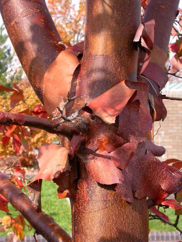 Crabapple Landscapexperts Peeling Exfoliating Ornamental Bark For Winter Landscape Interest