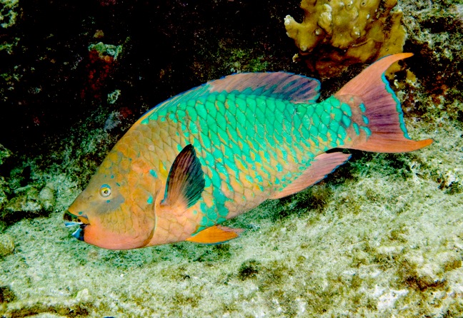 Most Amazing: Rainbow Parrot Fish